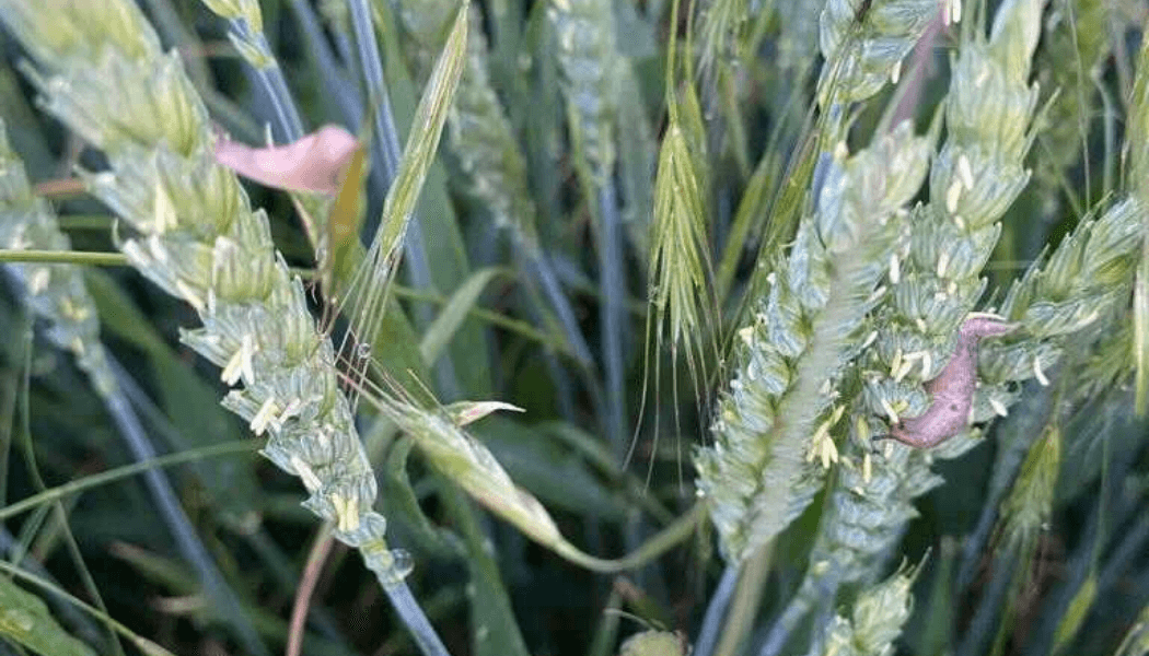 Cycle de vie de la limace