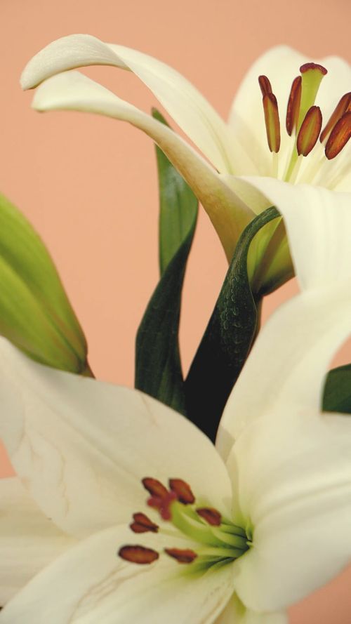 Stock Video from the Coastal Vista Pack | Packsia