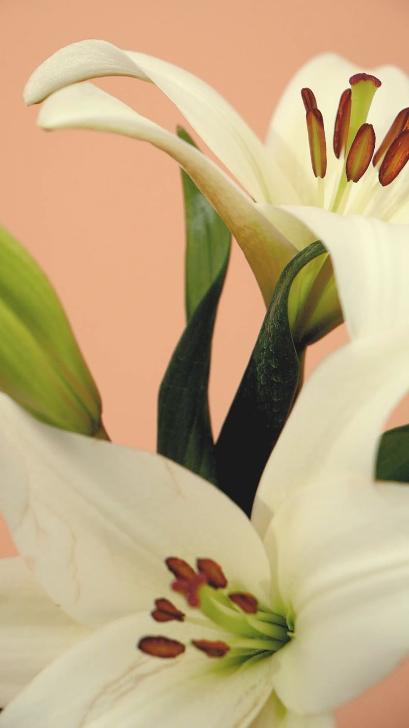 Stock Video from the Coastal Vista Pack | Packsia