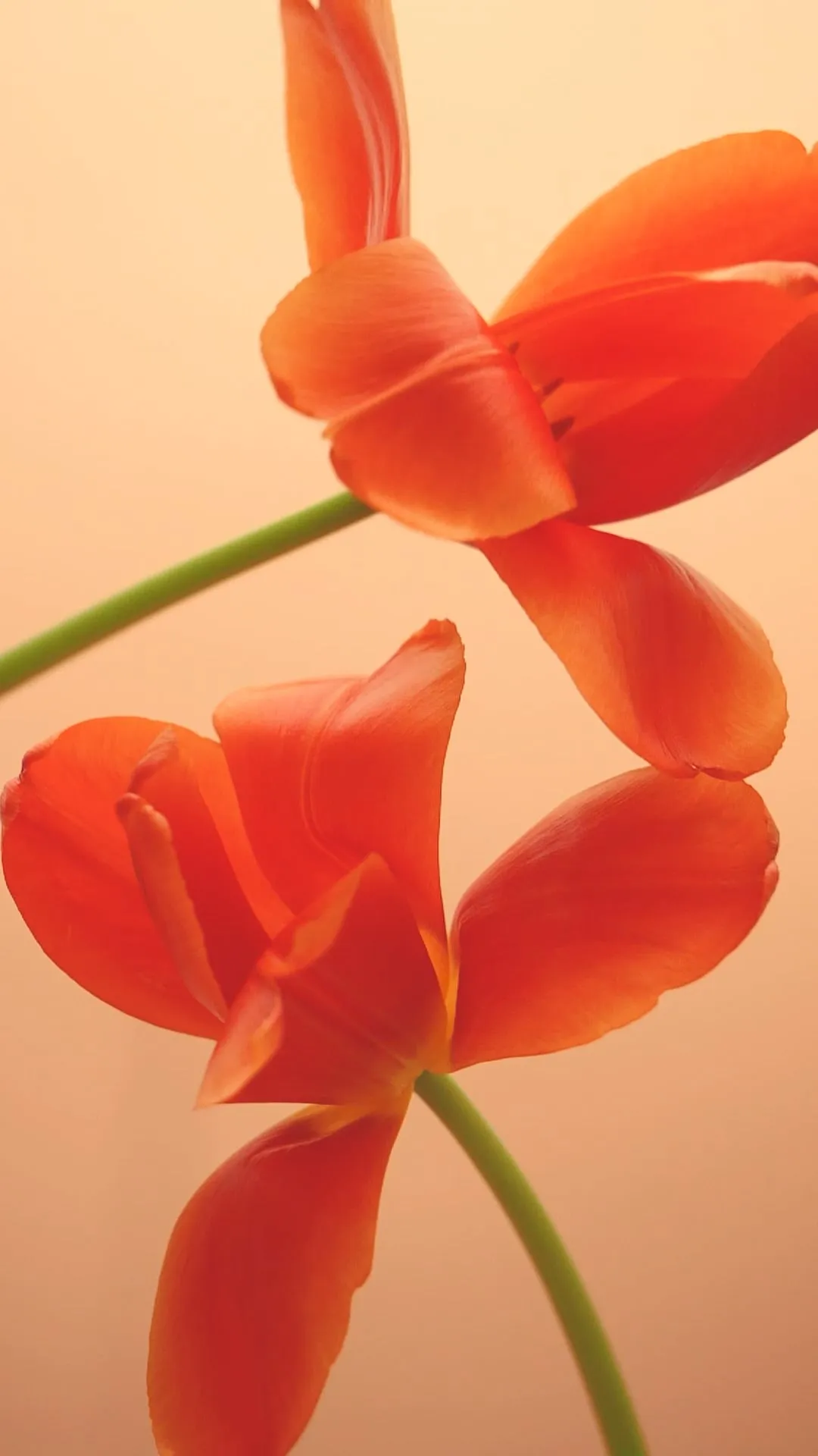 Stock Video from the Sculptural Blooms Pack | Packsia