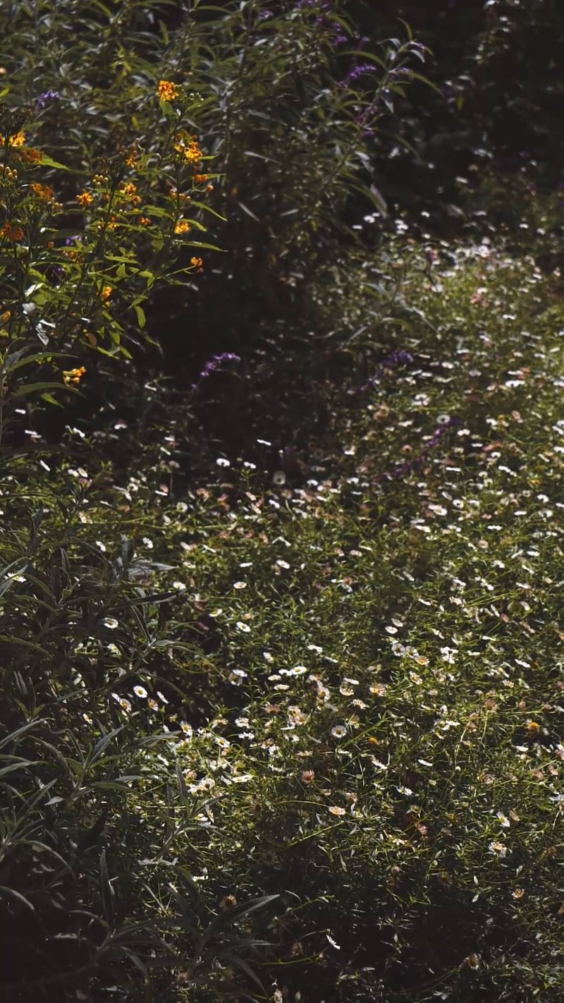 Stock Video from the Coastal Vista Pack | Packsia