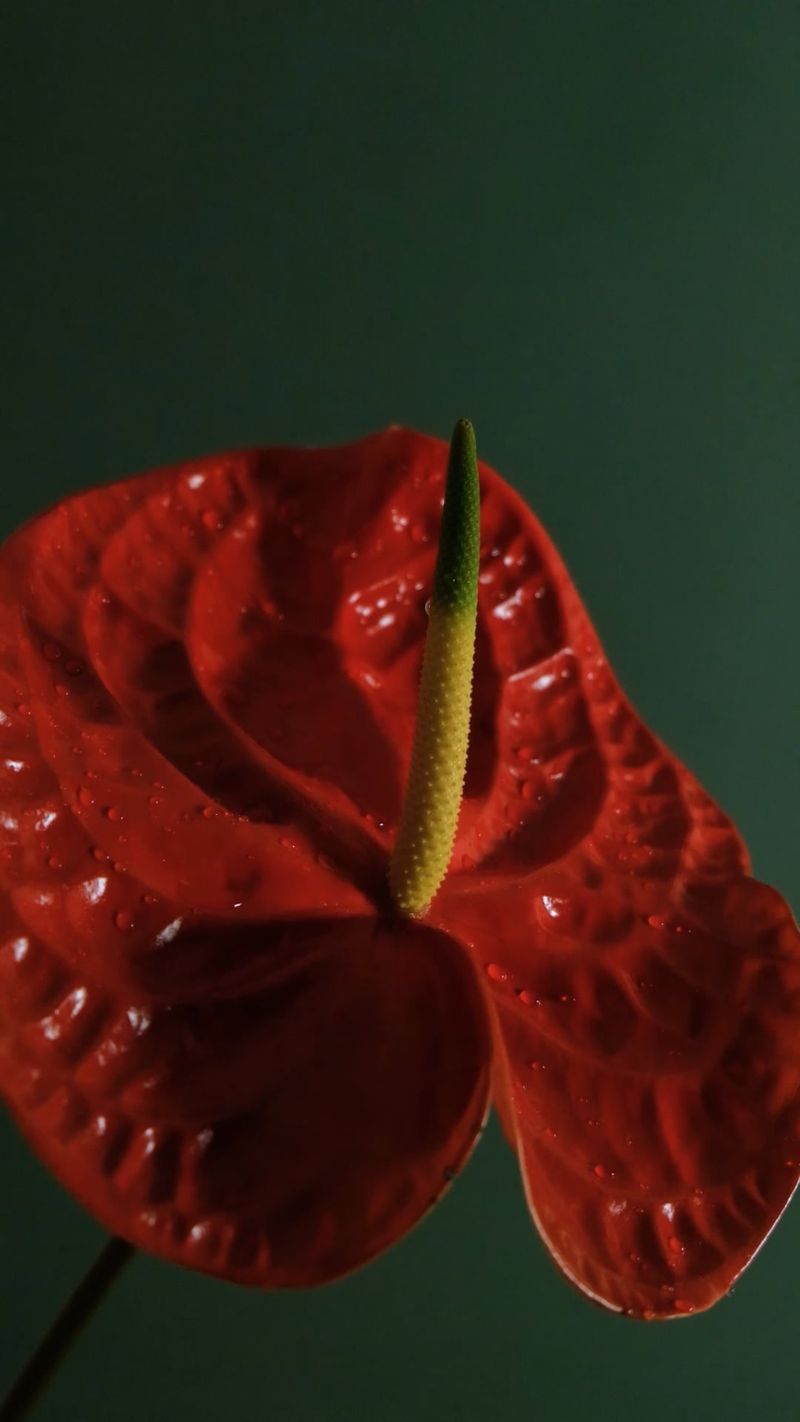 Stock Video from the Coastal Vista Pack | Packsia