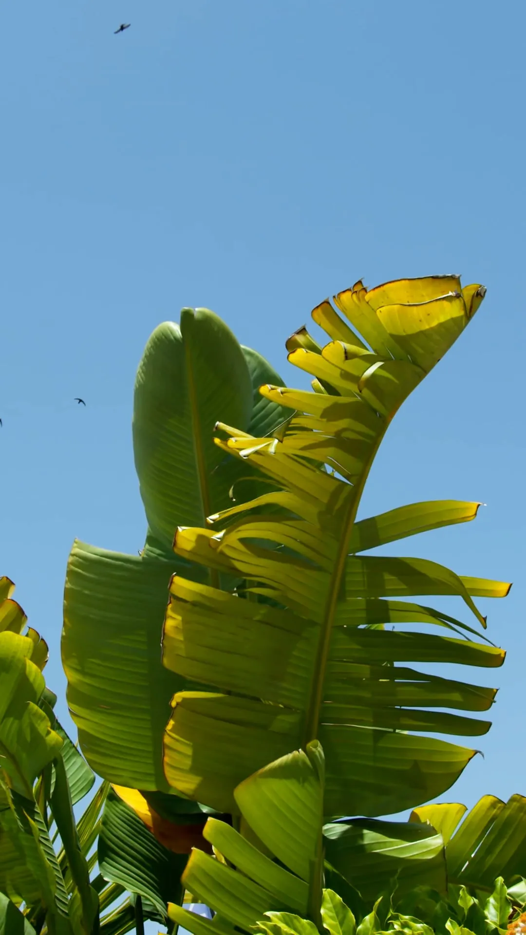 Stock Video from the Catch the Sun Pack | Packsia