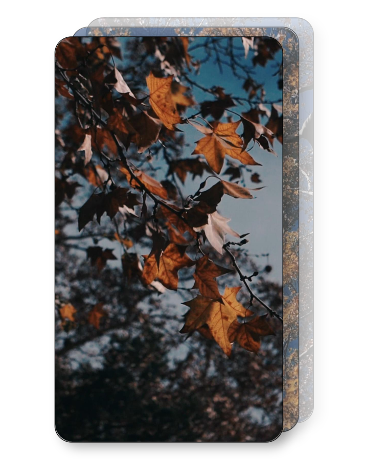 Autumn Leaves Pack | Stock Vertical Video Collection on Packsia