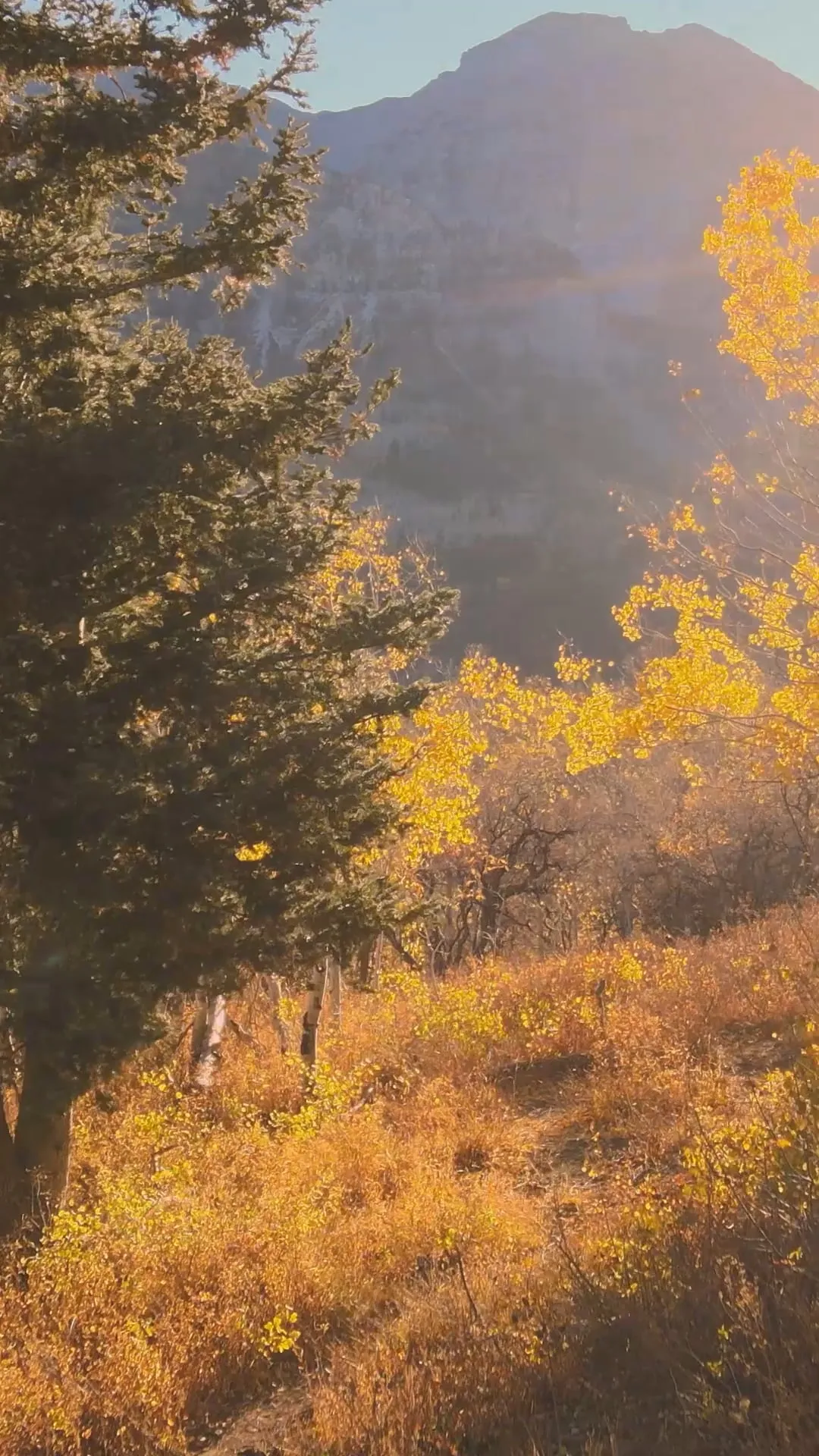 Stock Video from the Utah Foliage Pack | Packsia