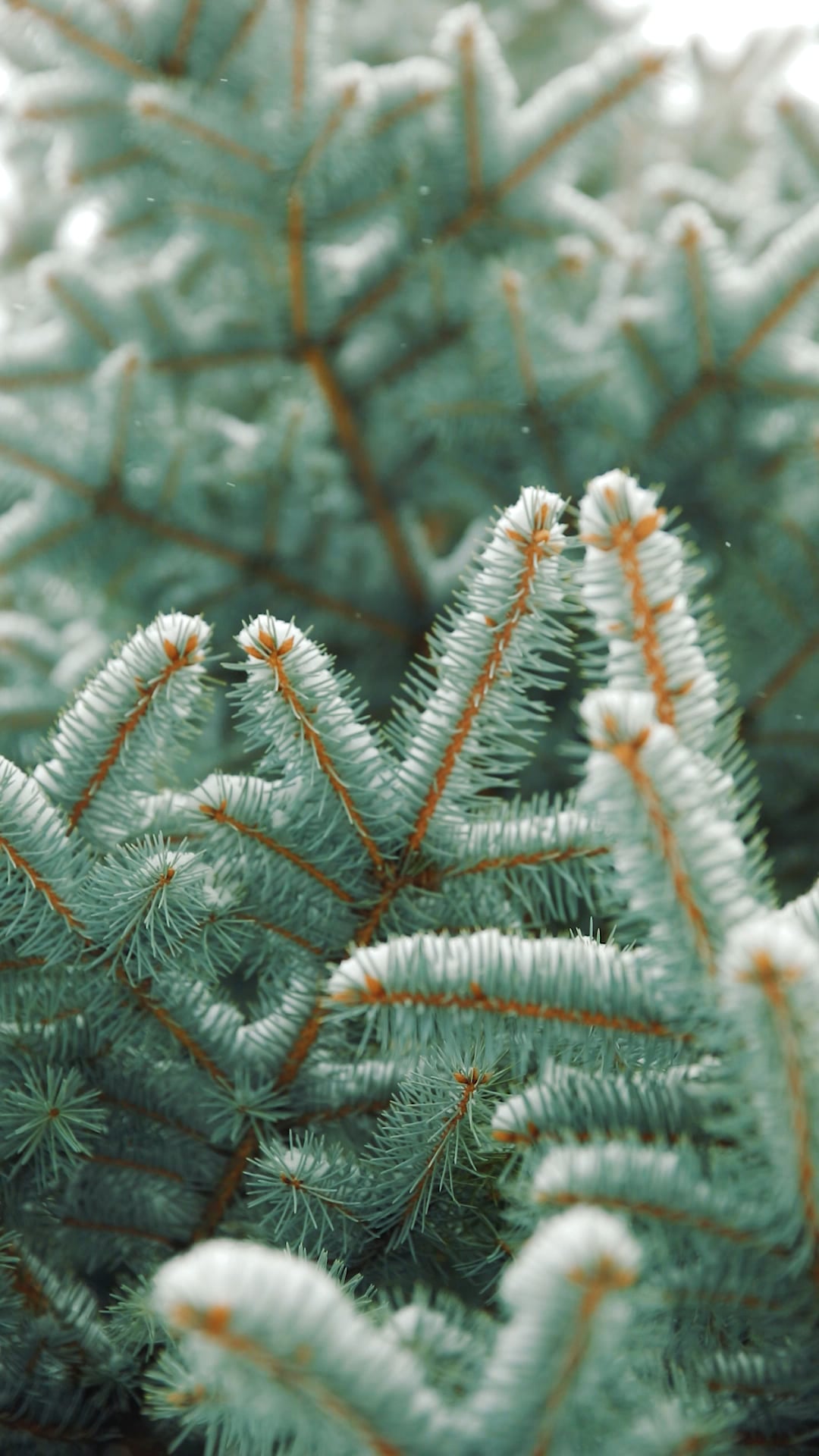 Stock Video from the Snowy Pines Pack | Packsia