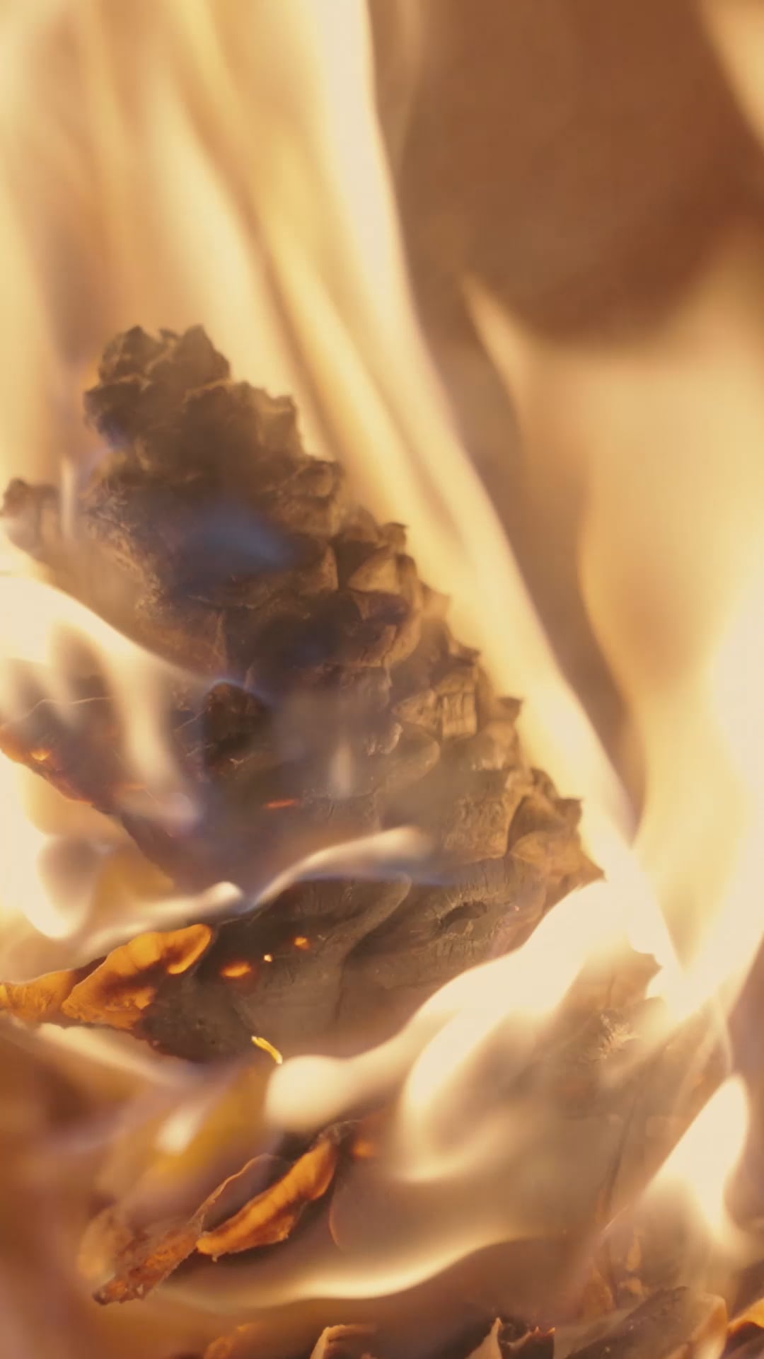 Stock Video from the Campfire Pack | Packsia