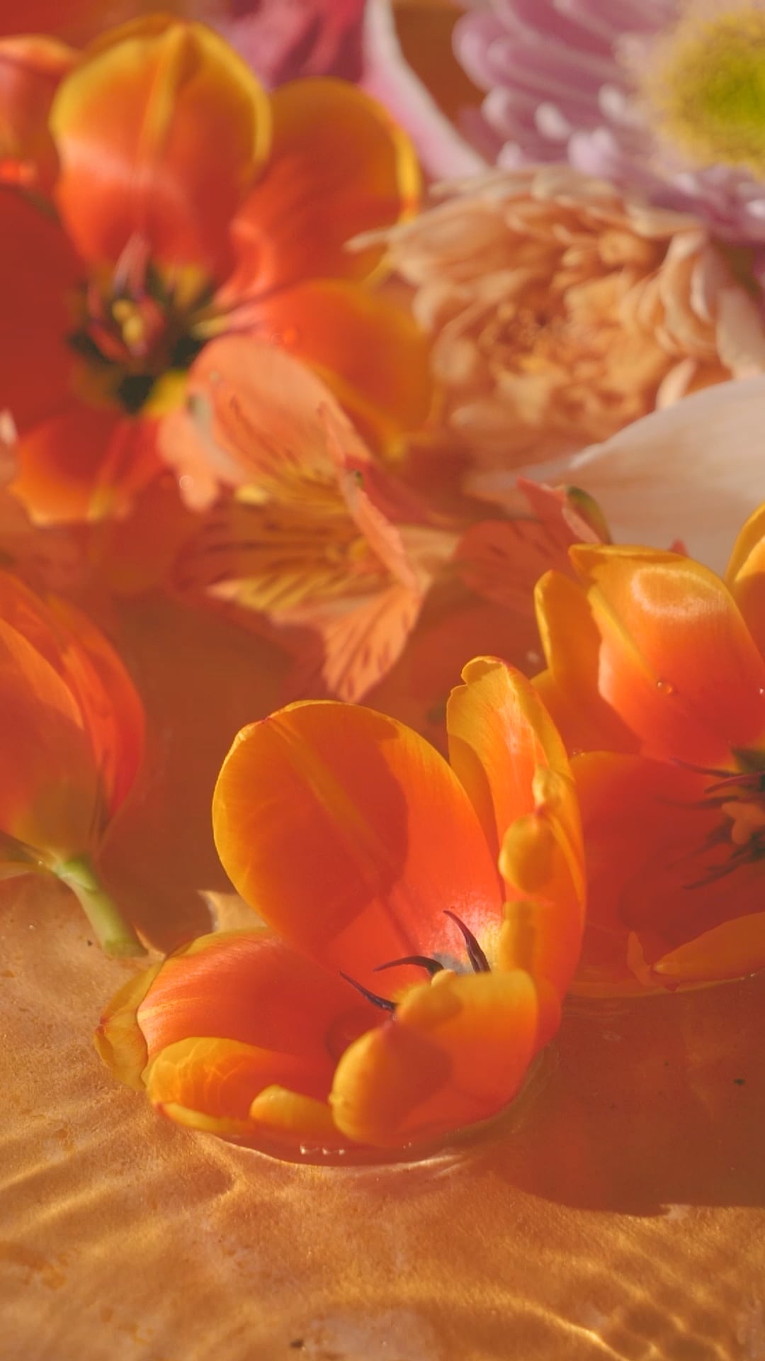 Stock Video from the Summer Nostalgia Collage Pack | Packsia
