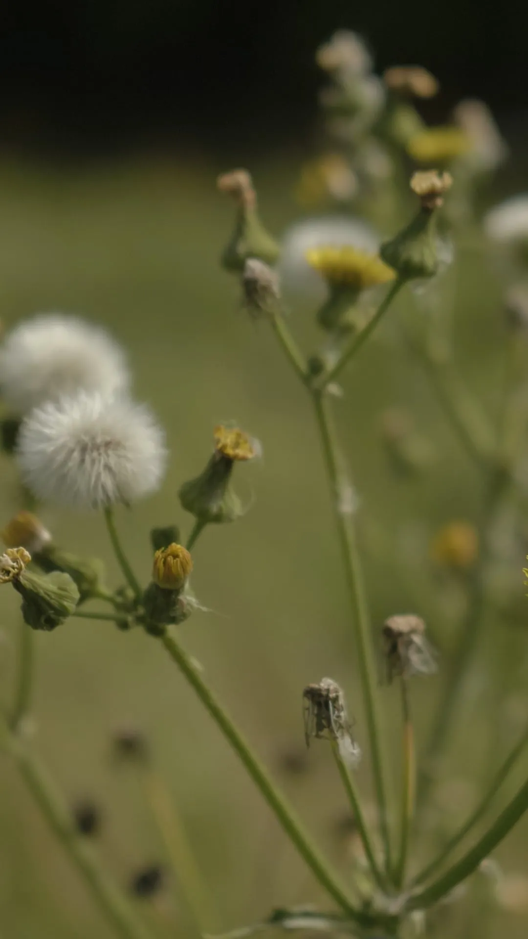 Stock Video from the Sculptural Blooms Pack | Packsia