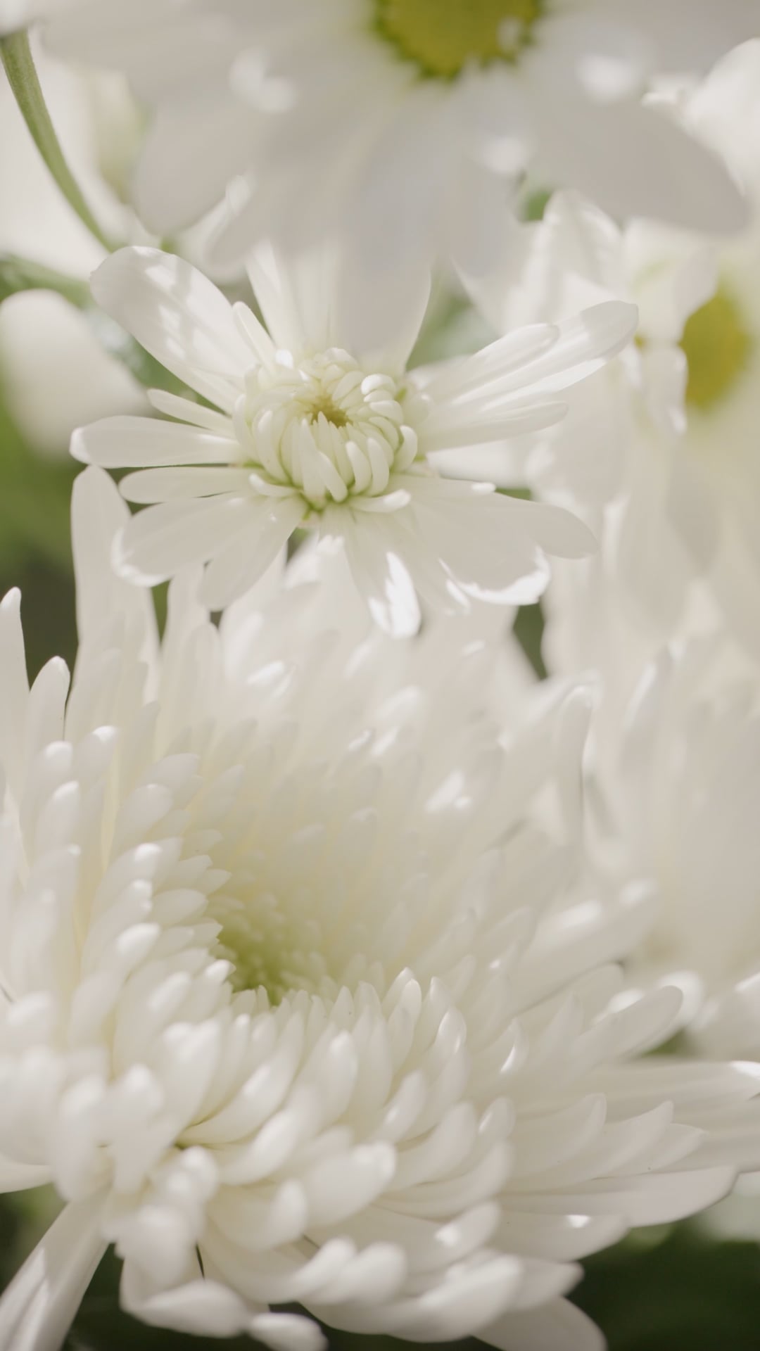 Stock Video from the Sculptural Blooms Pack | Packsia