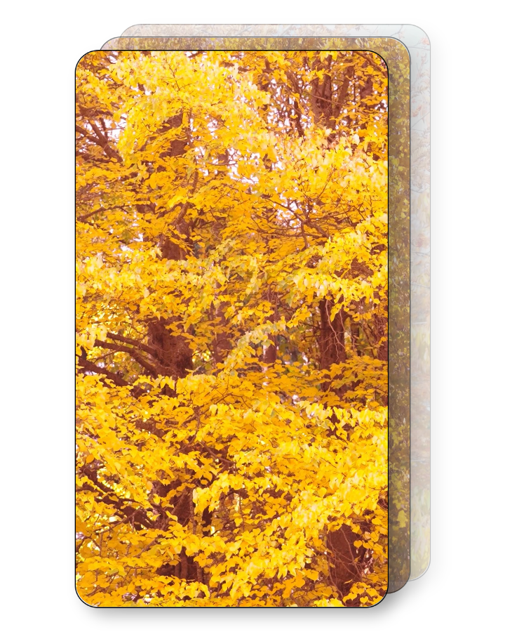 Autumn Tree Textures Pack | Stock Vertical Video Collection on Packsia