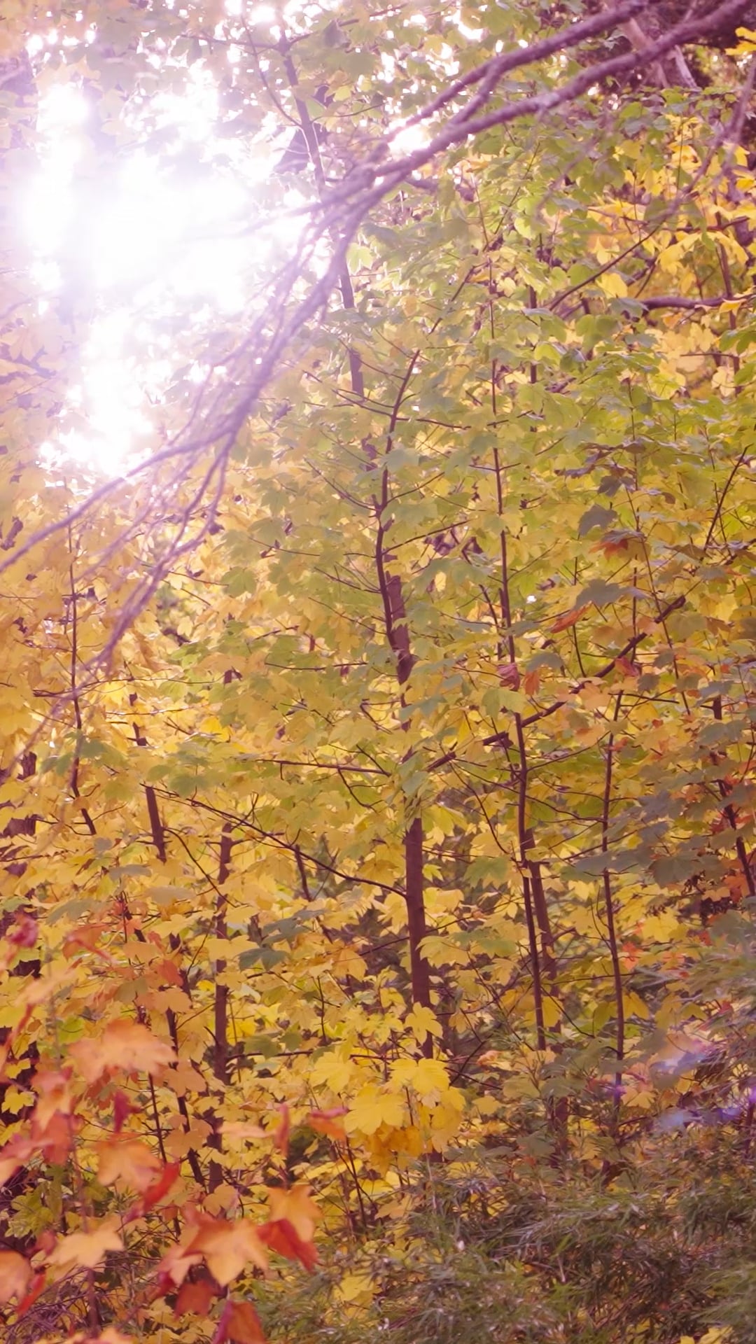 Stock Video from the Autumn Vegetables Pack | Packsia