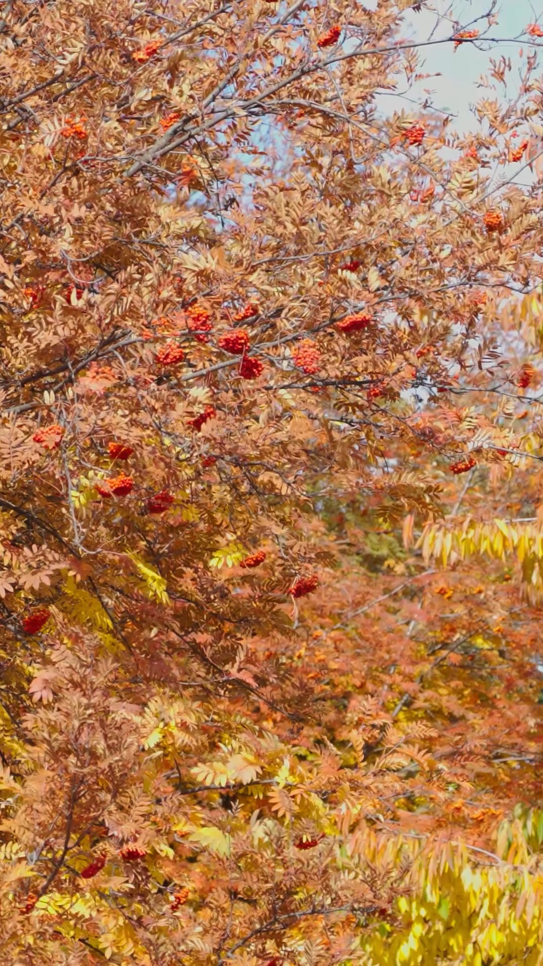 Stock Video from the Autumn Vegetables Pack | Packsia