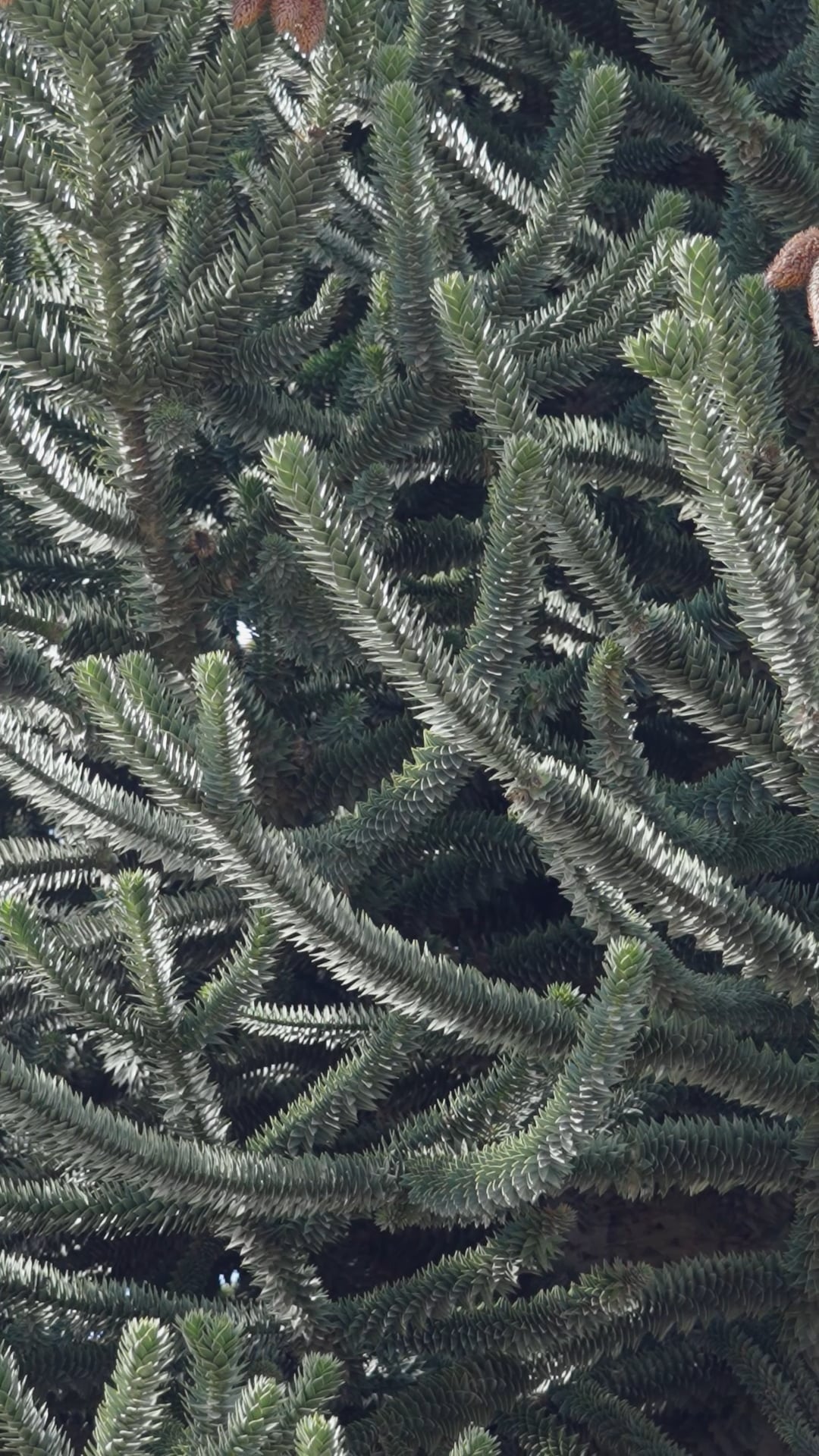 Stock Video from the Utah Foliage Pack | Packsia