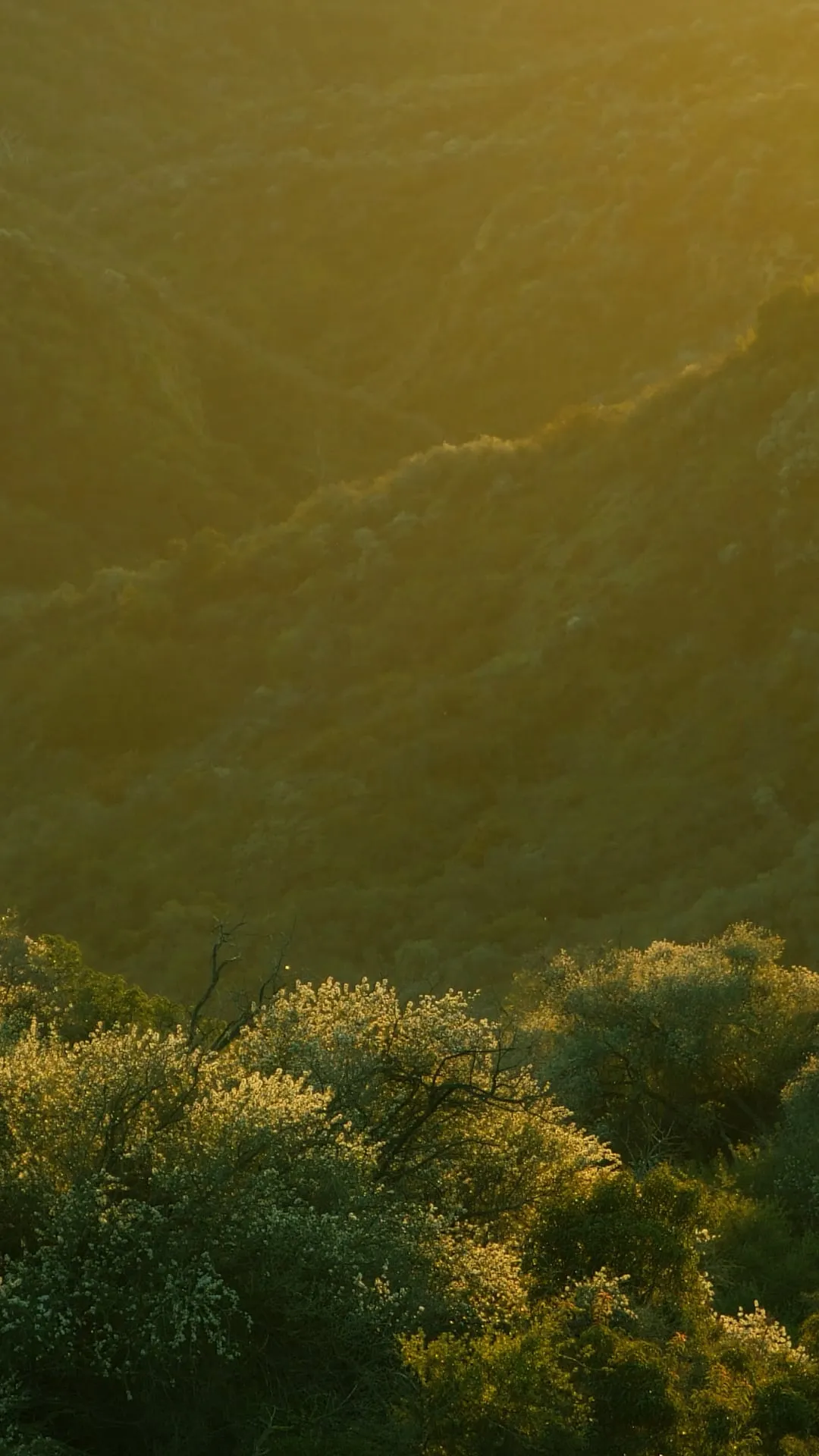 Stock Video from the Utah Foliage Pack | Packsia