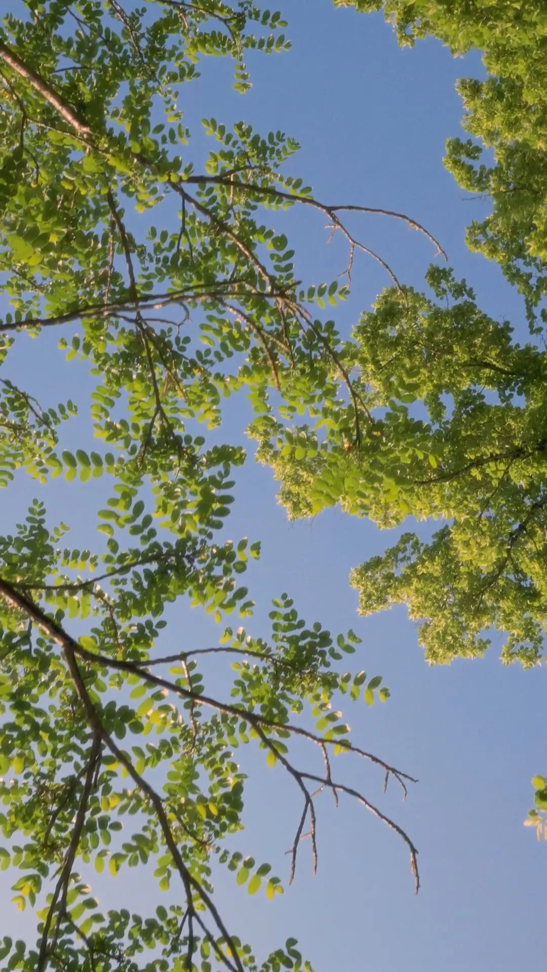 Stock Video from the Trees Overhead Pack | Packsia