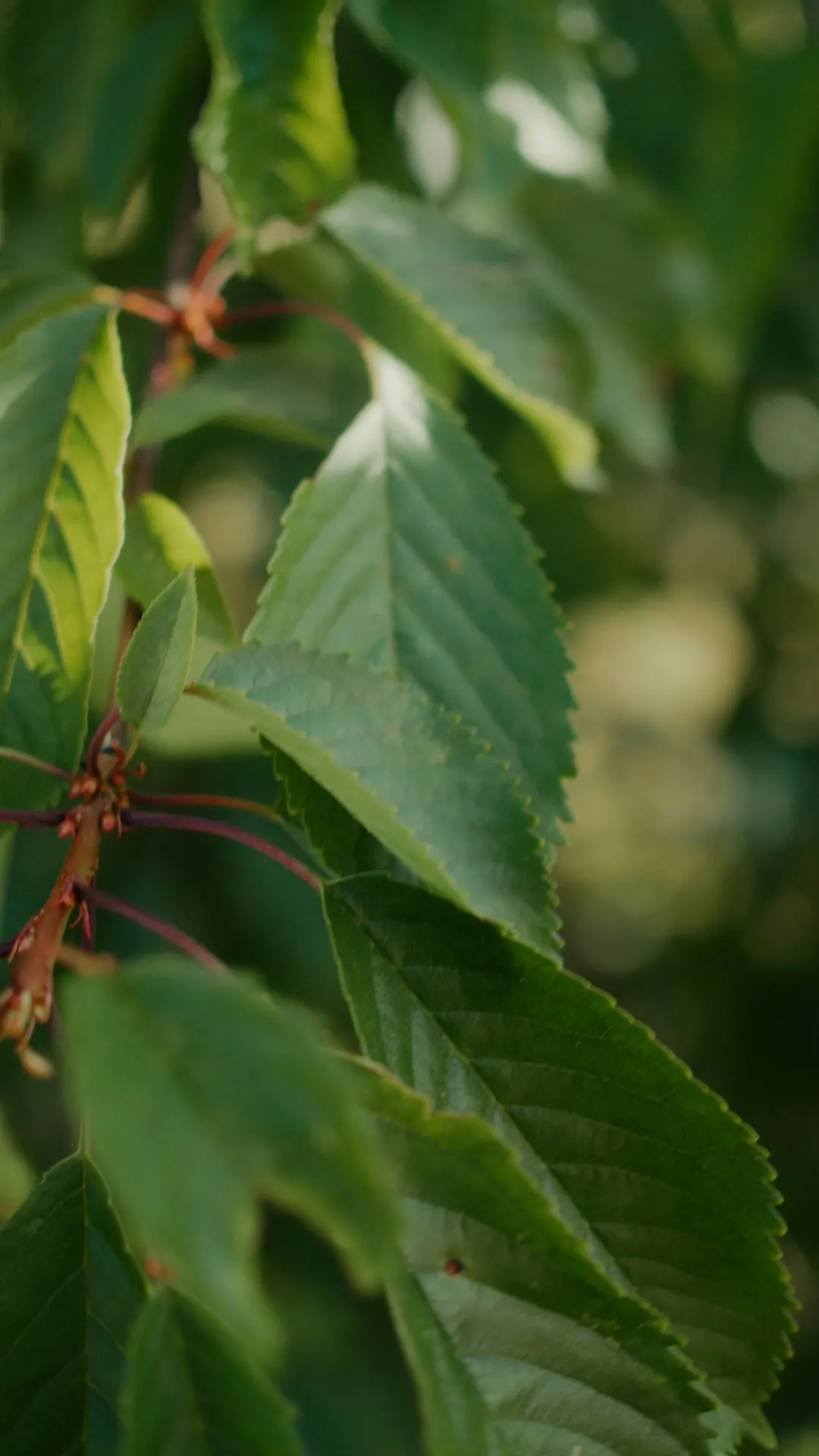 Stock Video from the Utah Foliage Pack | Packsia