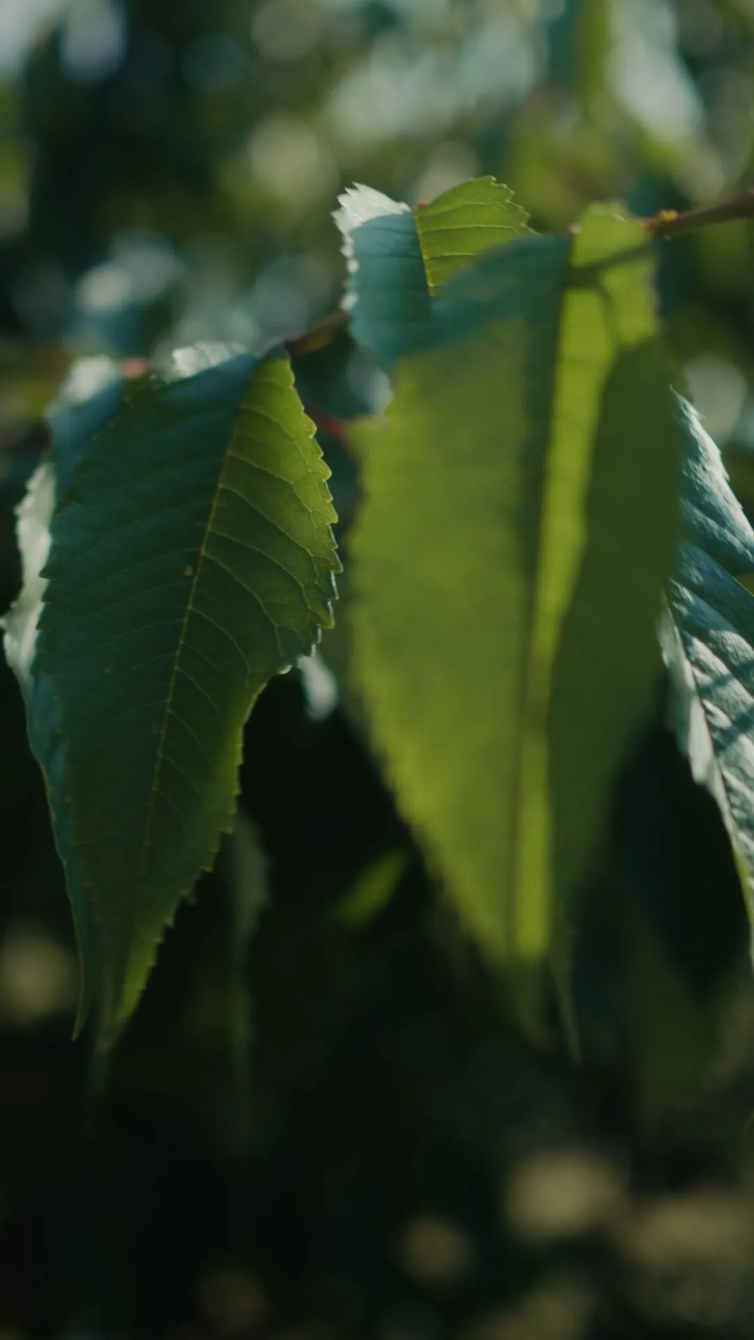 Stock Video from the Utah Foliage Pack | Packsia