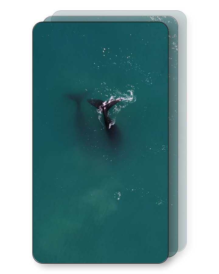 Atlantic Whales Pack | Stock Vertical Video Collection on Packsia