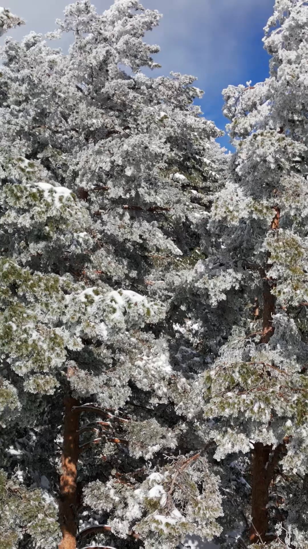 Stock Video from the Snowy Pines Pack | Packsia