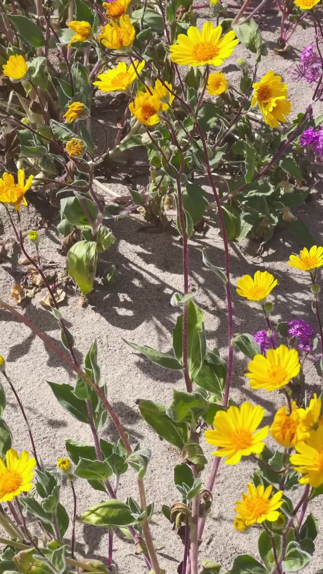 Stock Video from the Desert Blooms Pack | Packsia