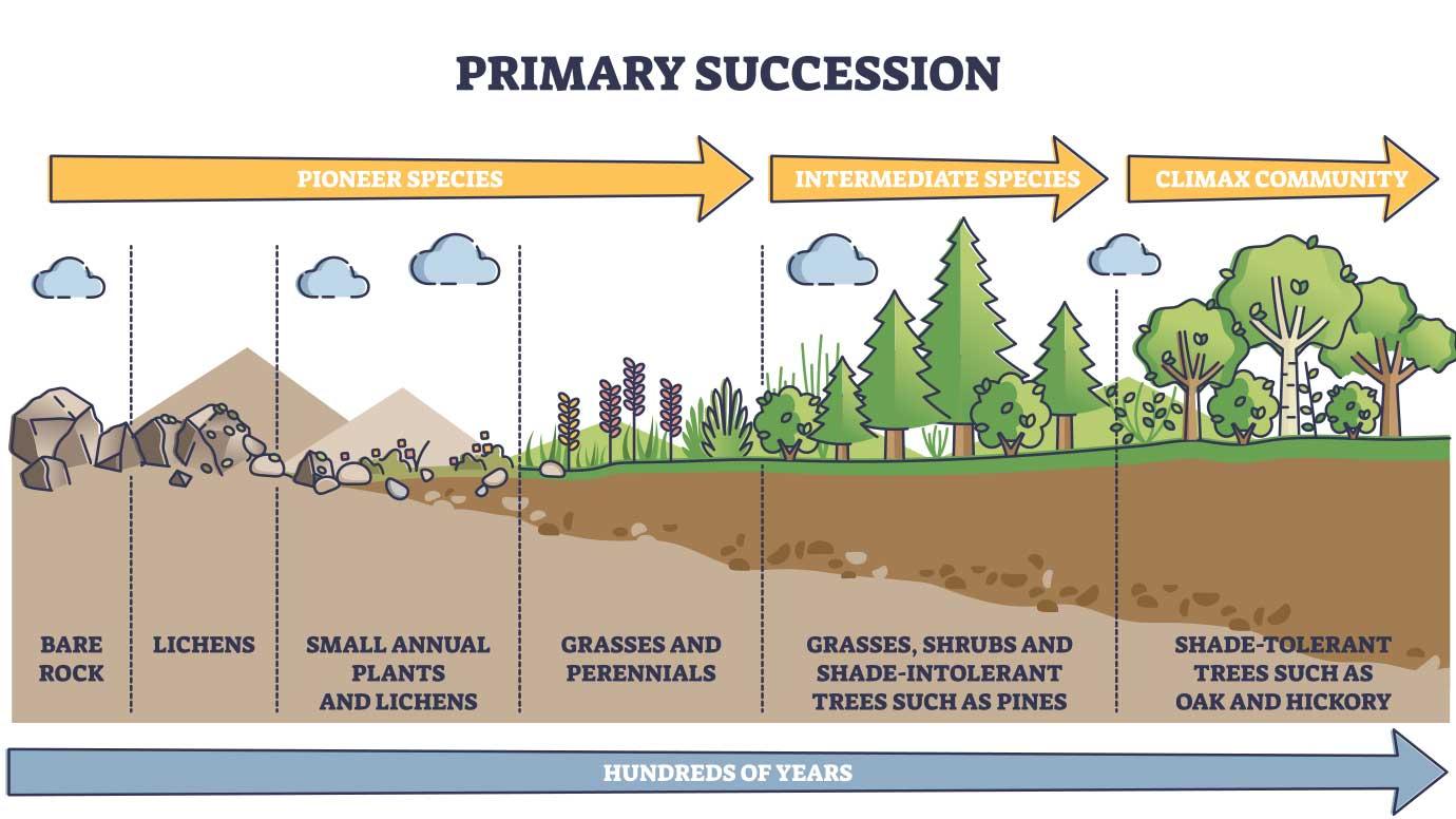 What is a Plant Succession