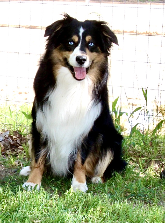 Ross Ranch Mini Aussies
