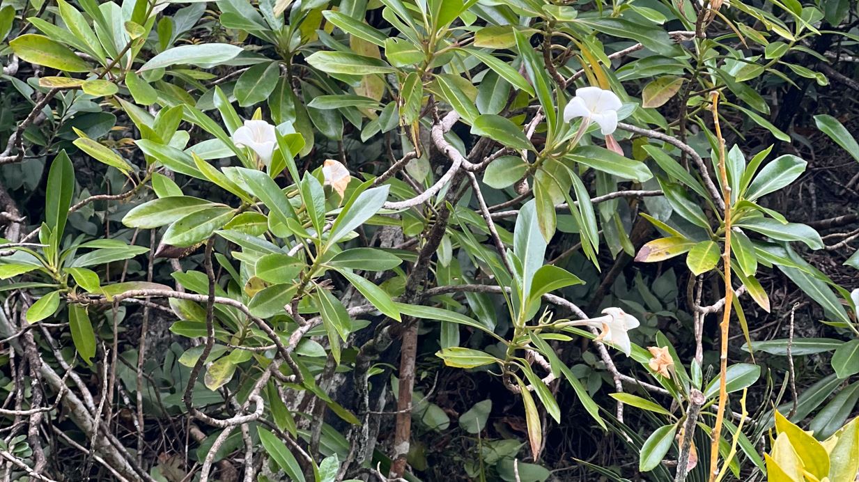 Wovoka - Field Notes