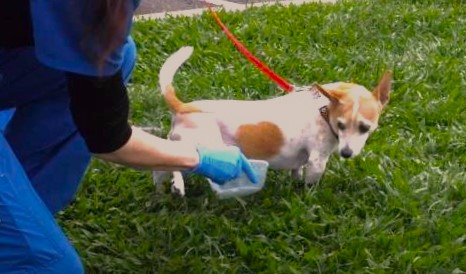 How To Get a Urine Sample From a Dog at Home