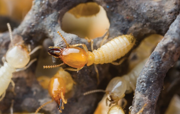Termite Treatment | Termite Control | Termite SHIELD - Black Diamond Pest Control