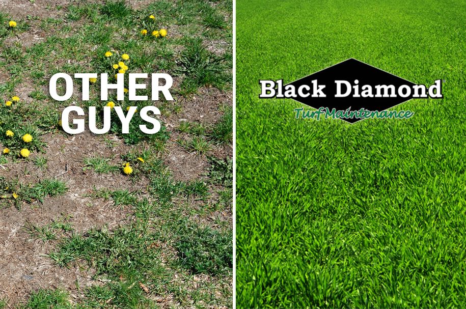 Pest Control | Exterminator | Termite Treatment - Black Diamond Pest ...