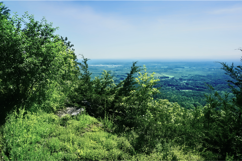 Fordham Hill – Best Value Co-op in NYC