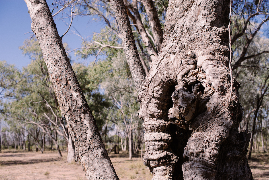 Sacred Trees | Common Ground