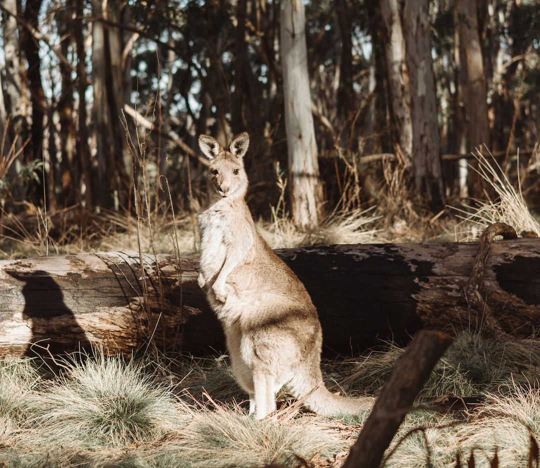 Call of My Country | Common Ground