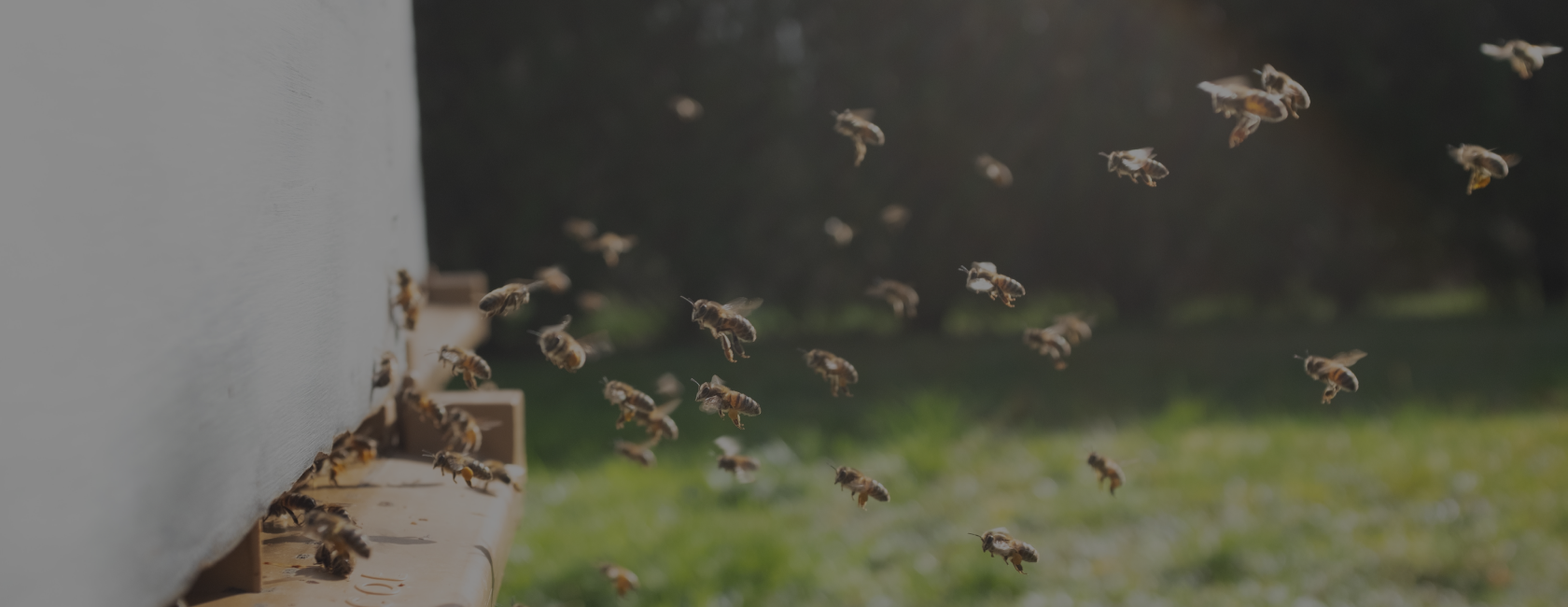 BeeMate: AI-Powered Hives