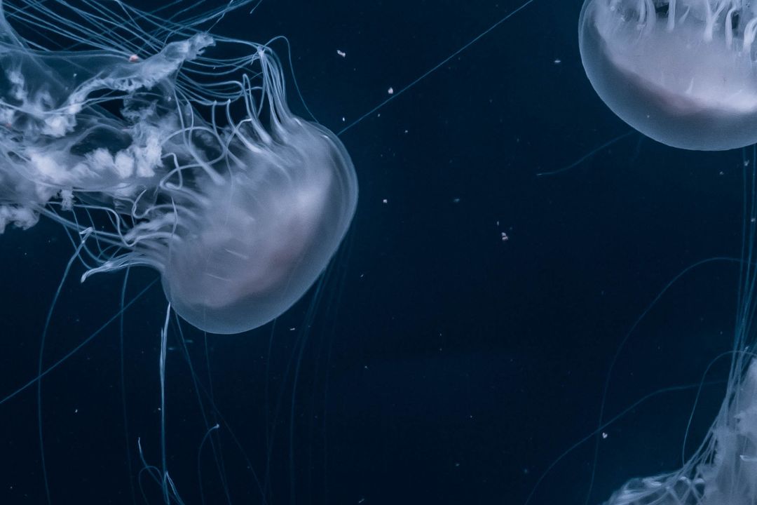 Cortisol Blood Test - What You Should Know - Blog - Getlabs