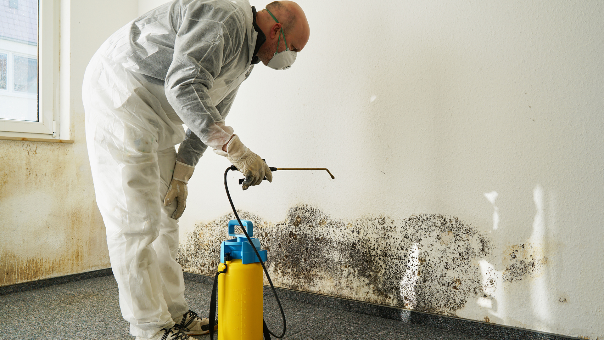 Black Mold vs. Regular Mold | Black Mold Smell | Black Mold Signs