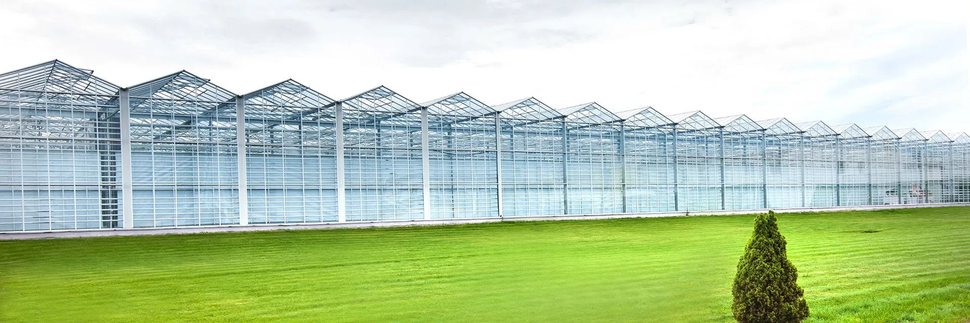 Ingham Greenhouse - Case Study | Link Energy