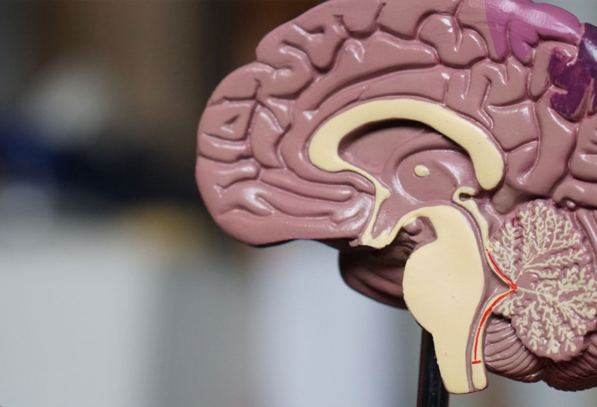 Memory: How does it work and why does it let us down? by Dr Hannah ... Memory: How does it work and why does it let us down? by Dr Hannah ...