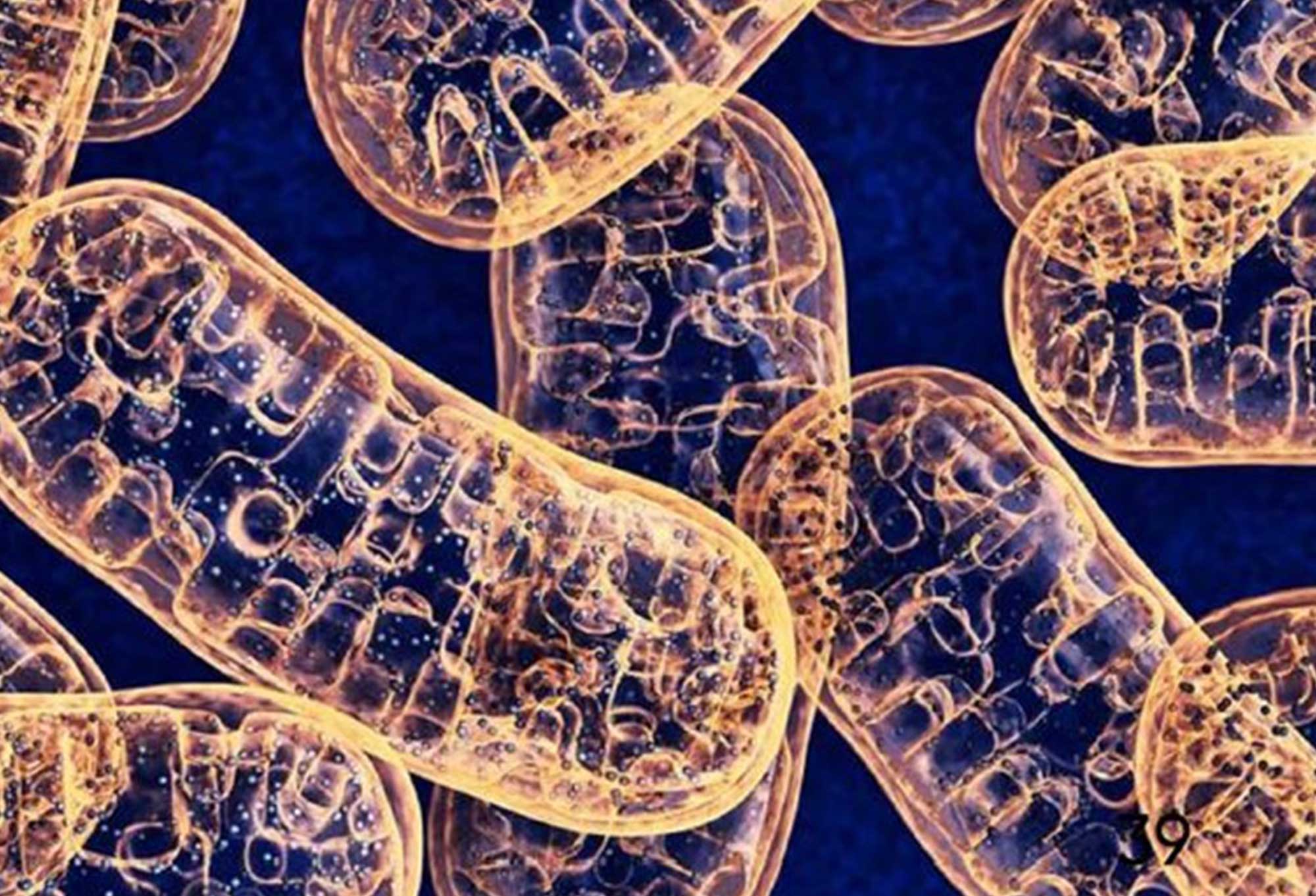 Mitochondrial dysfunction and disease by Charlie Collingham - Access Ed