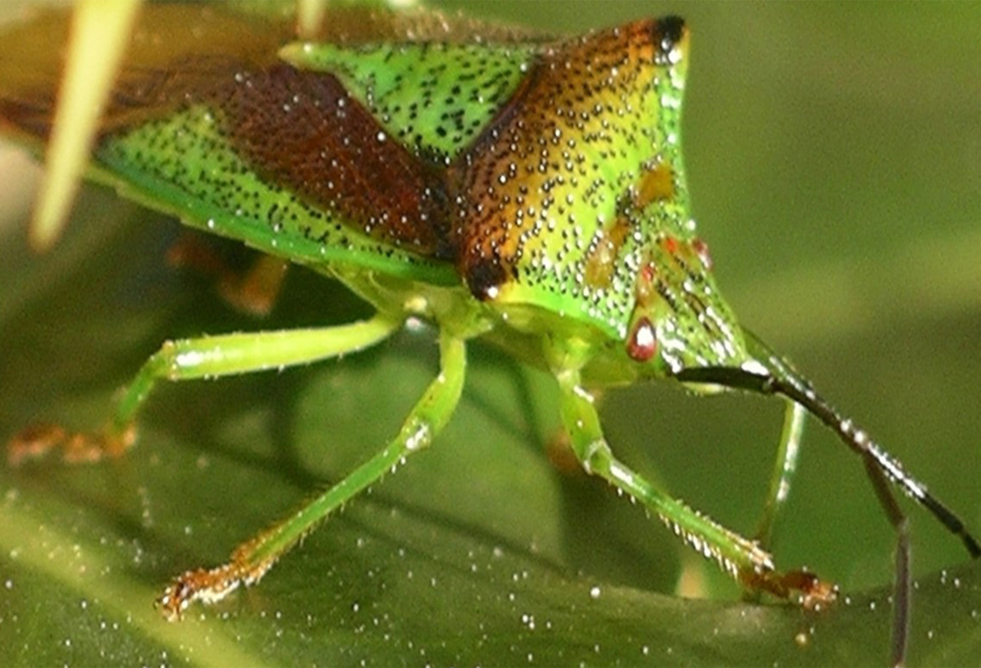How do Plants Fight Diseases and Pests? by Kellie Smith - Access Ed