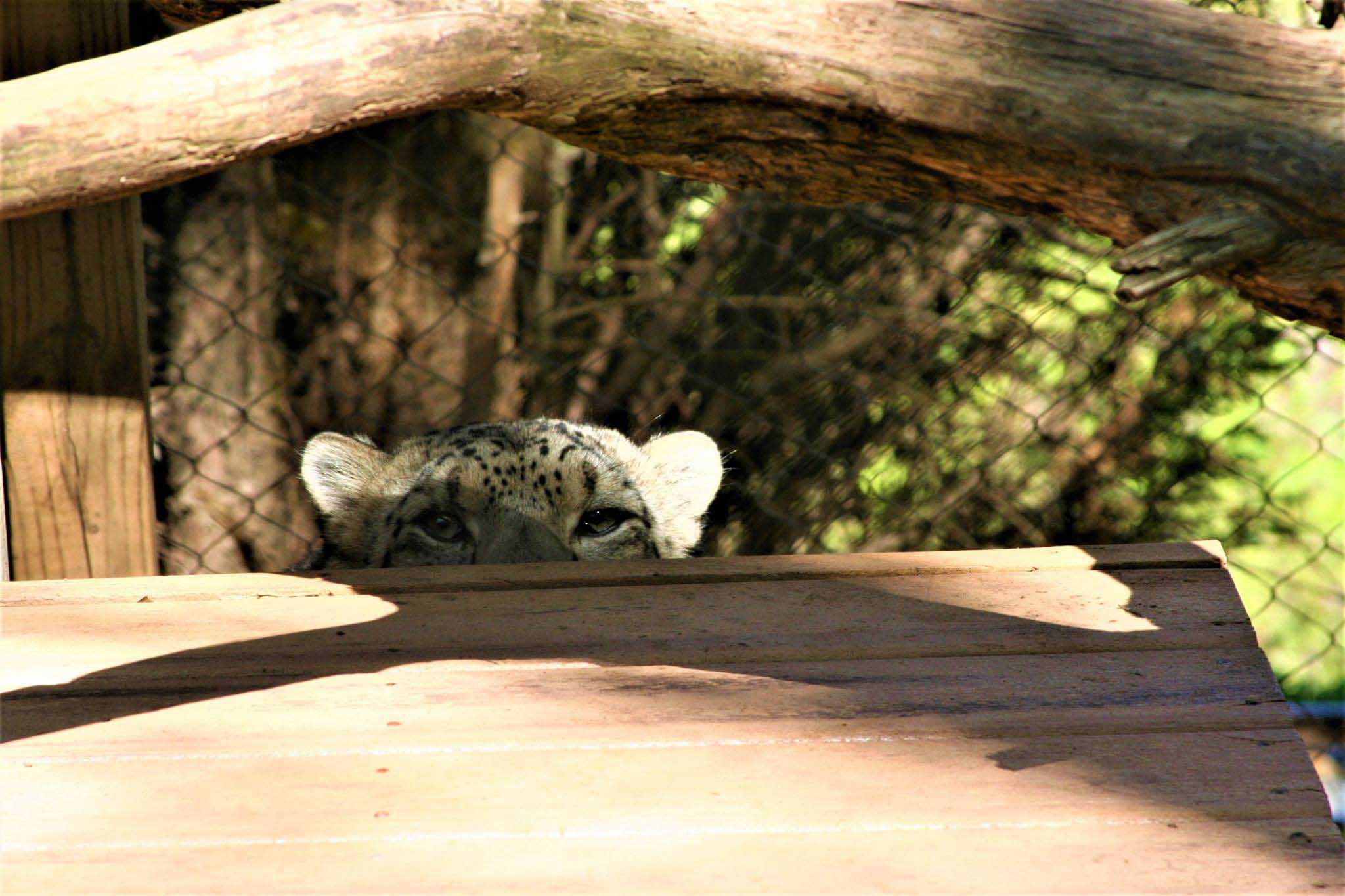 Protecting Ecosystems | Mill Mountain Zoo | Non-Profit Conservation Zoo ...