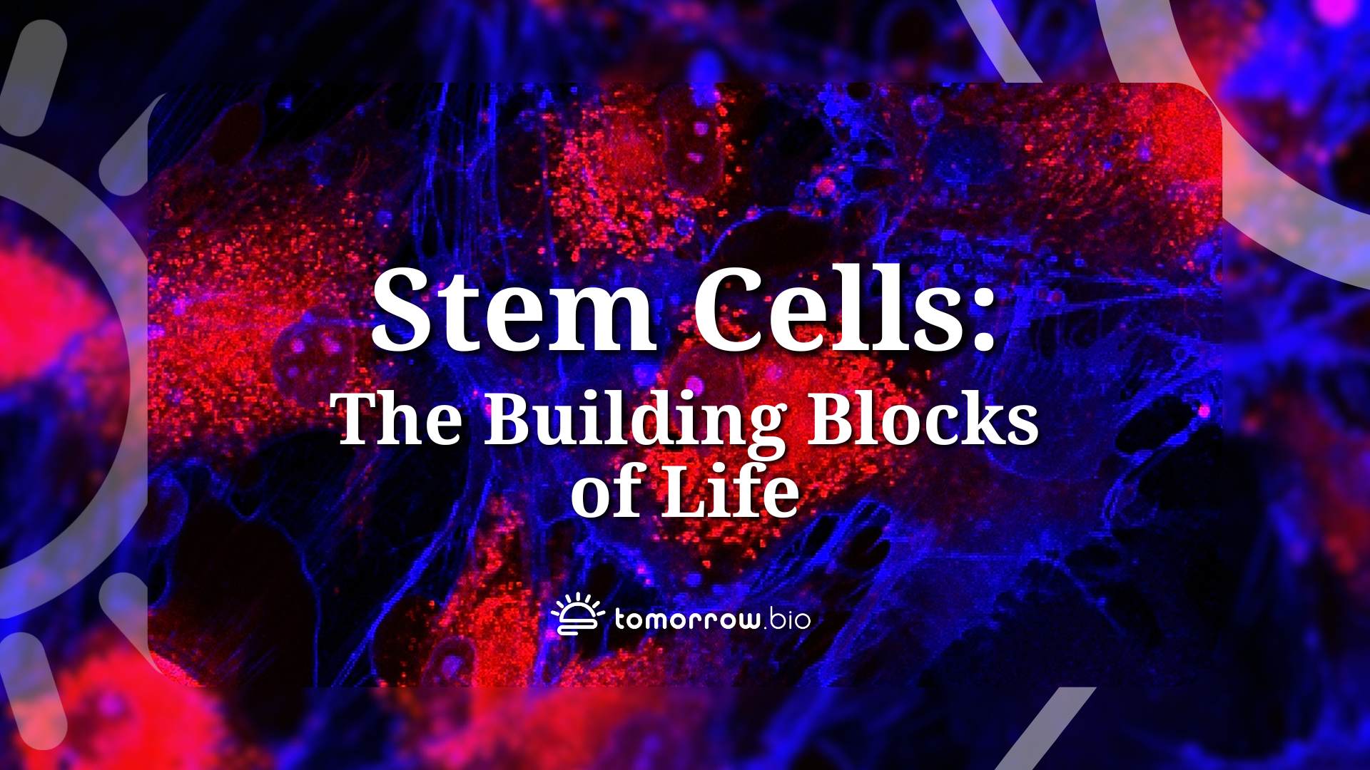 Stem Cells: The Building Blocks of Life