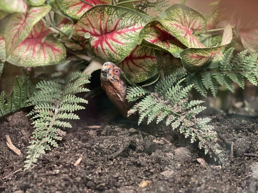Wood Turtle | Mill Mountain Zoo | Non-Profit Conservation Zoo in ...