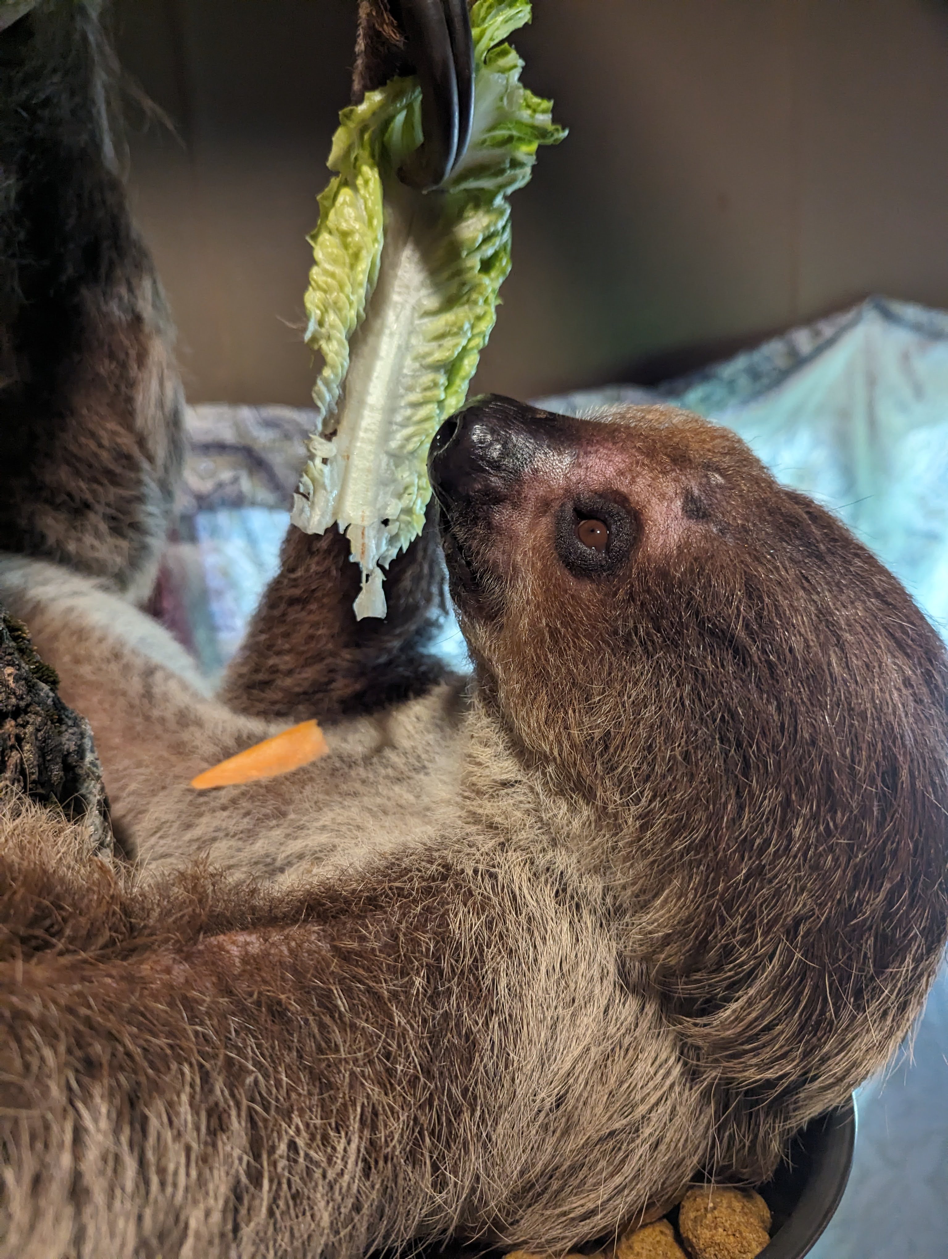 New Raccoon Exhibit | Mill Mountain Zoo | Non-Profit Conservation Zoo ...