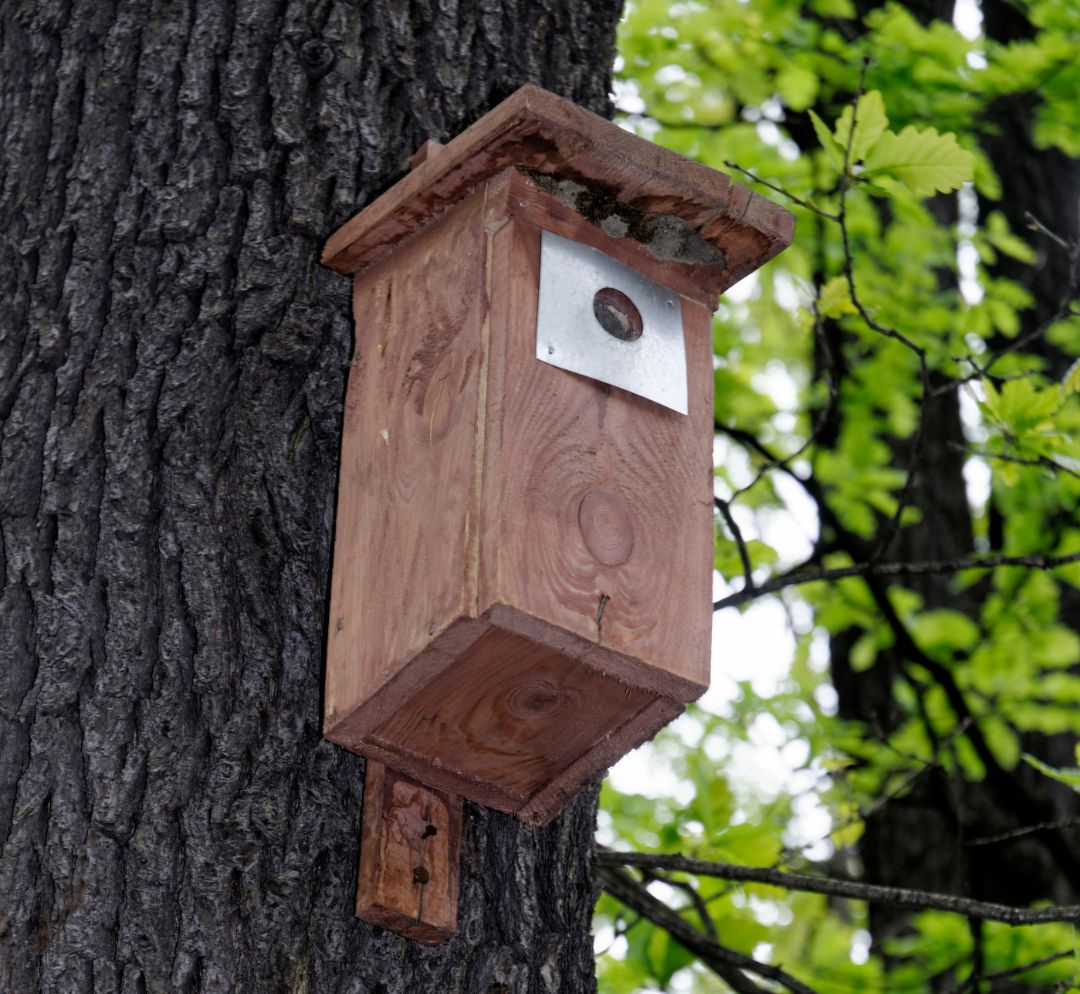Nestbox types and how to best use them for songbirds