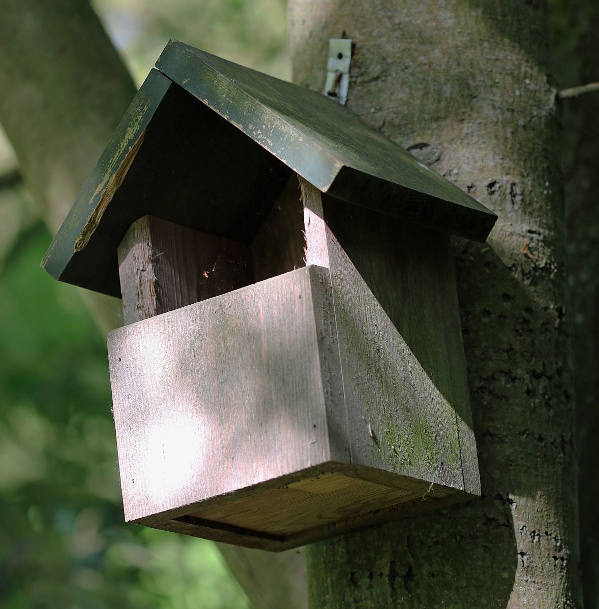 Nestbox types and how to best use them for songbirds