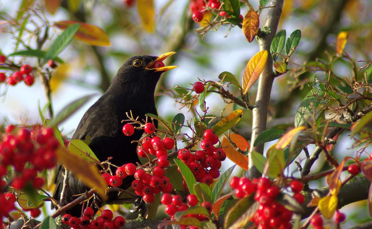 Plants to grow to help birds and wildlife