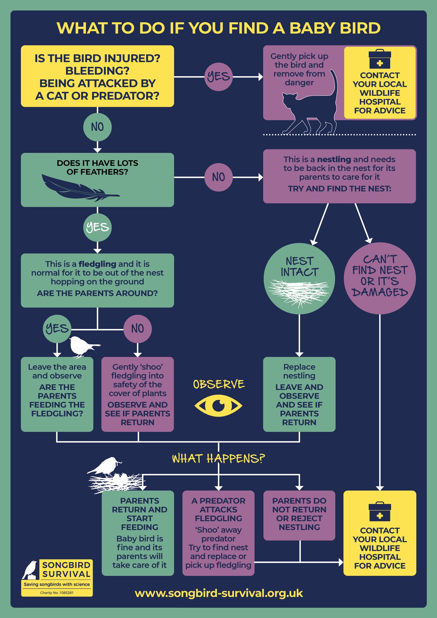 What to do if you find a baby bird