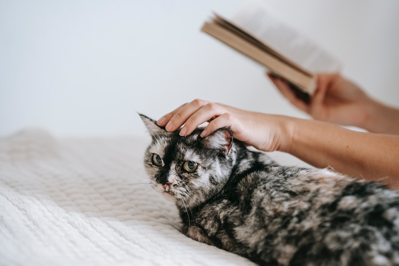Researchers identify five types of cat owner